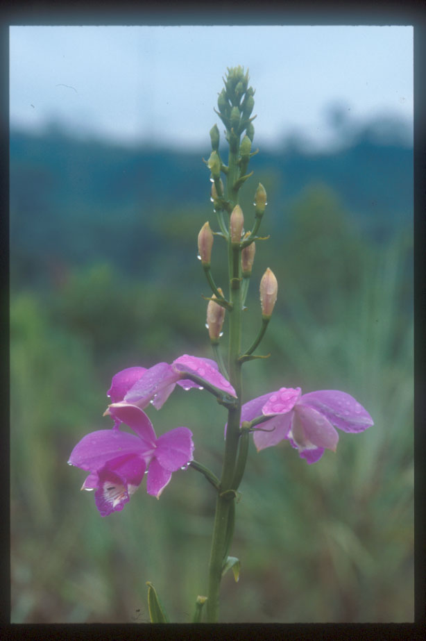 14.ﾈｸﾞﾛ川の川原｡